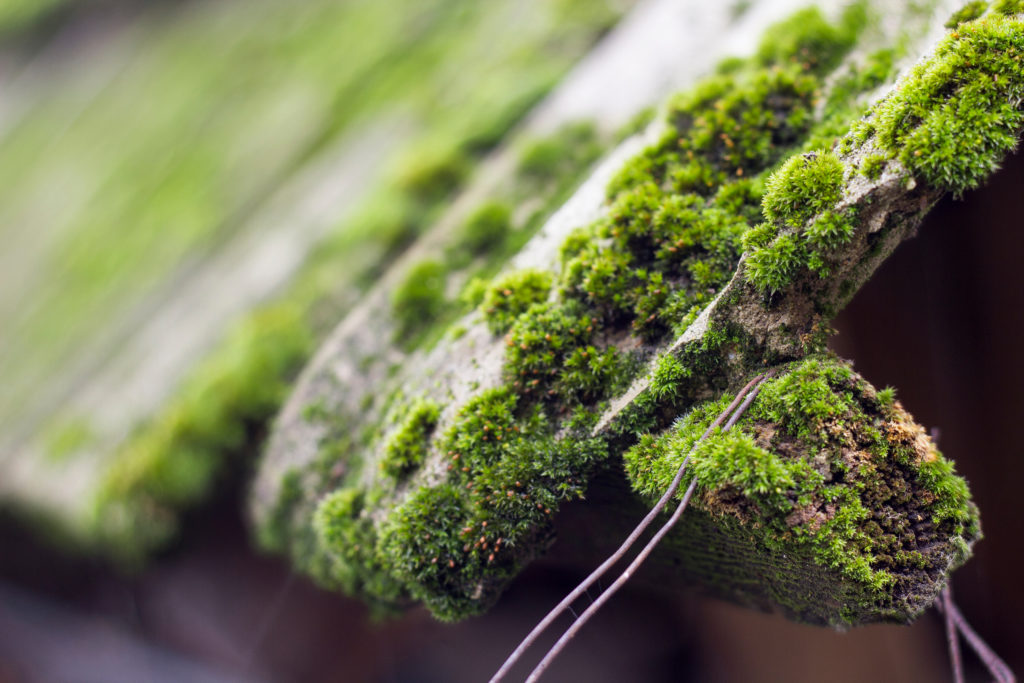 Algi-vert - Algimouss